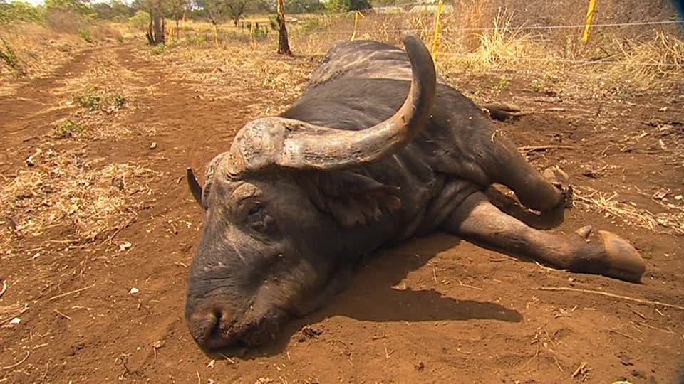 Kafsha shtiret si e ngordhur për të mbijetuar (VIDEO) - Klan Kosova