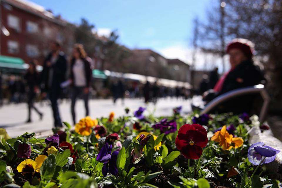 Prishtina sivjet me 450 mijë lule sezonale (FOTO) - Klan Kosova
