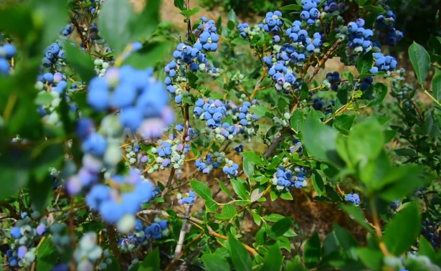 Kultivimi i boronicës në Kosovë (VIDEO) – Klan Kosova