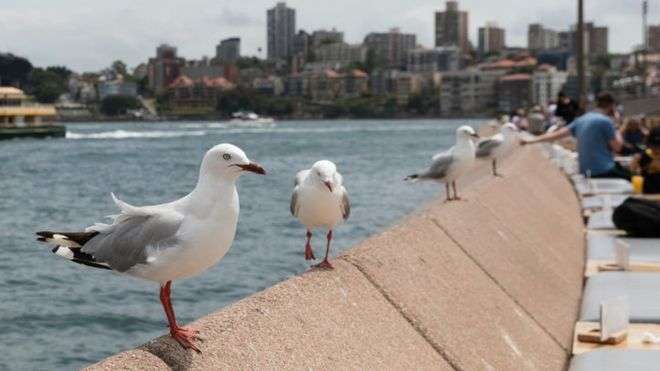 Pulëbardhat e Australisë bartin super-baktere rezistente ndaj ...