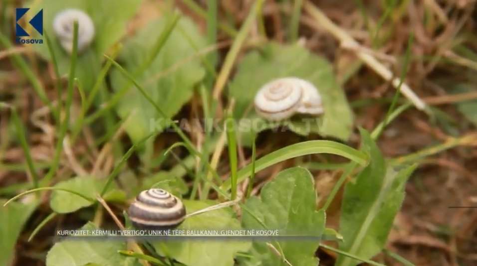 Kërmilli unik në tërë Ballkanin, Vertigo, gjendet në Kosovë (VIDEO ...