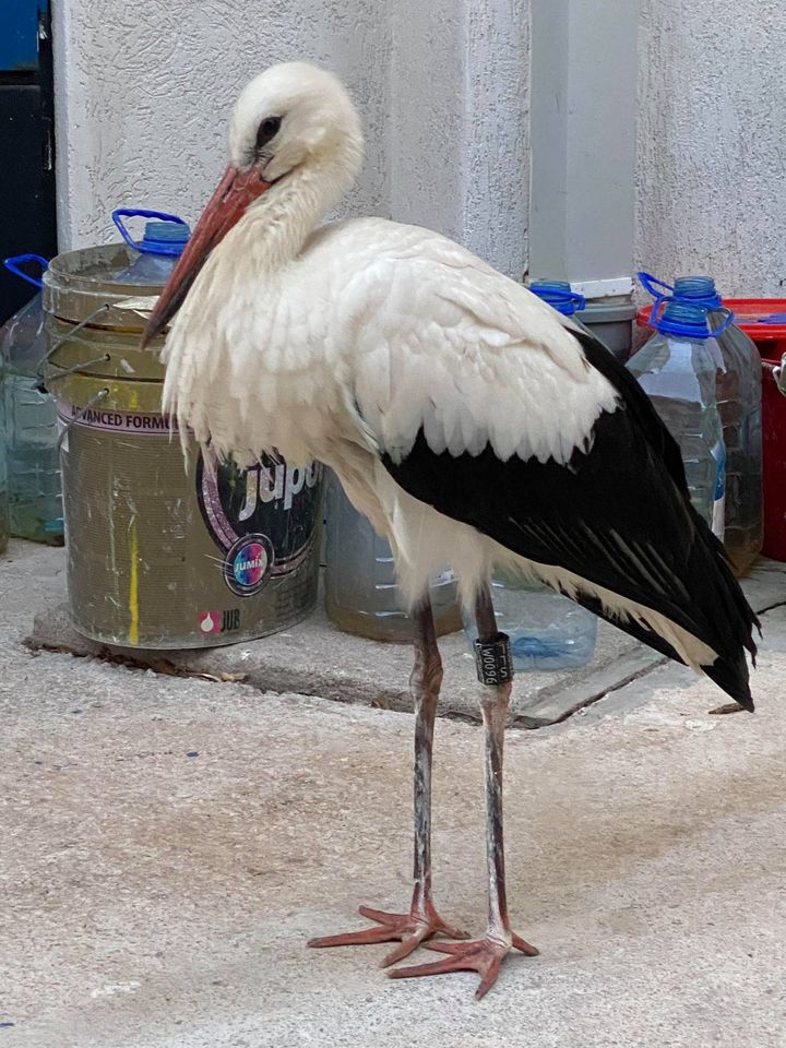 Shpëtohet në Shqipëri lejleku që po shtegtonte nga Sllovenia (FOTO ...