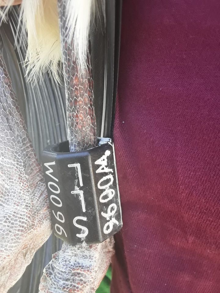 Shpëtohet në Shqipëri lejleku që po shtegtonte nga Sllovenia (FOTO ...