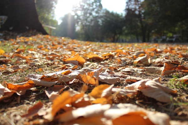 Sot në ora 14:43 fillon stina e vjeshtës - Klan Kosova