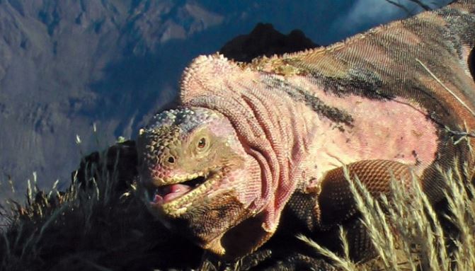 Hardhucat rozë, specie në zhdukje – Klan Kosova