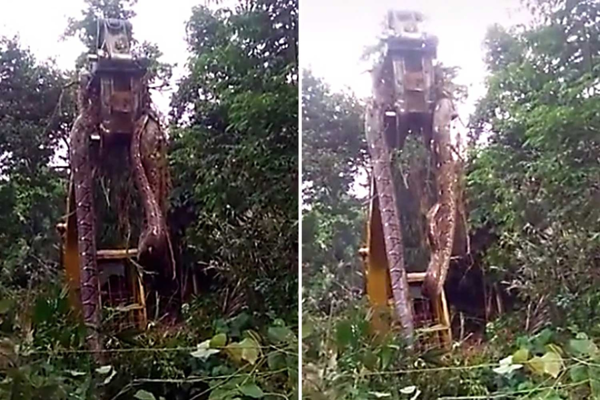 Nevojitet vinçi për ta zhvendosur gjarprin gjigant në pyjet tropikale ...