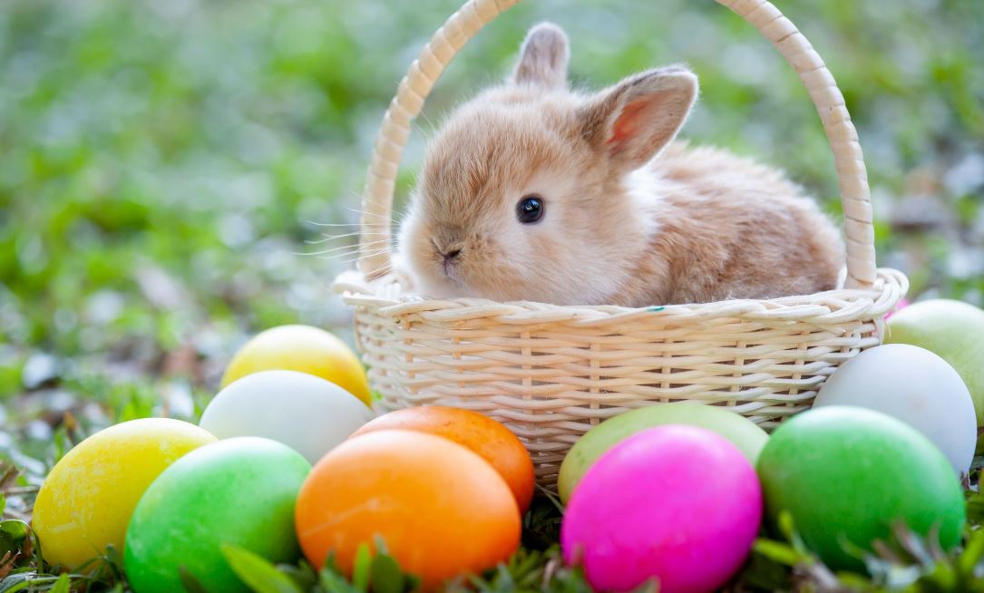 Sot festohen Pashkët – Klan Kosova