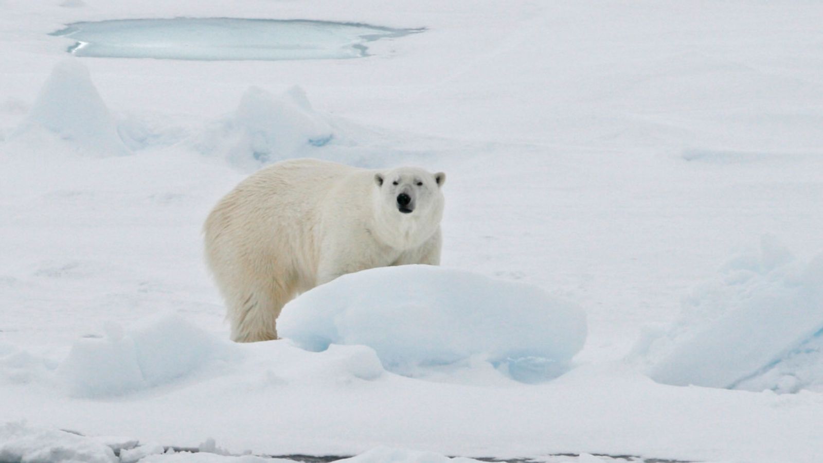 Ariu polar sulmon turisten franceze në ishullin norvegjez - Klan Kosova