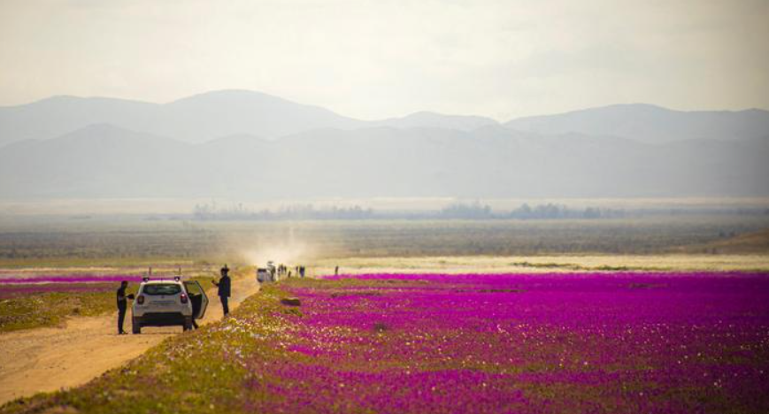 Shkretëtira mbulohet nga lulet në Kili (FOTO) – Klan Kosova