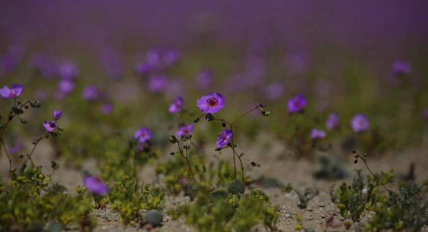 Shkretëtira mbulohet nga lulet në Kili (FOTO) – Klan Kosova
