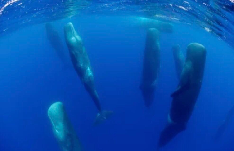Kështu bëjnë gjumin balenat dhe delfinët (FOTO) – Klan Kosova