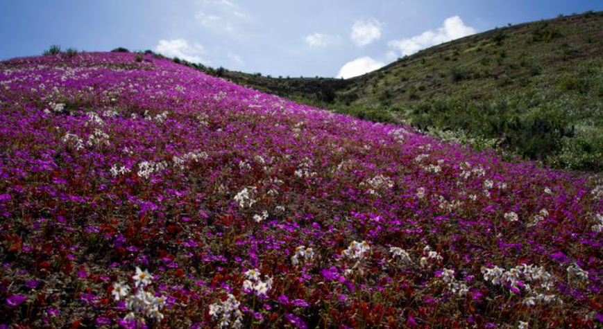 Shkretëtira mbulohet nga lulet në Kili (FOTO) – Klan Kosova
