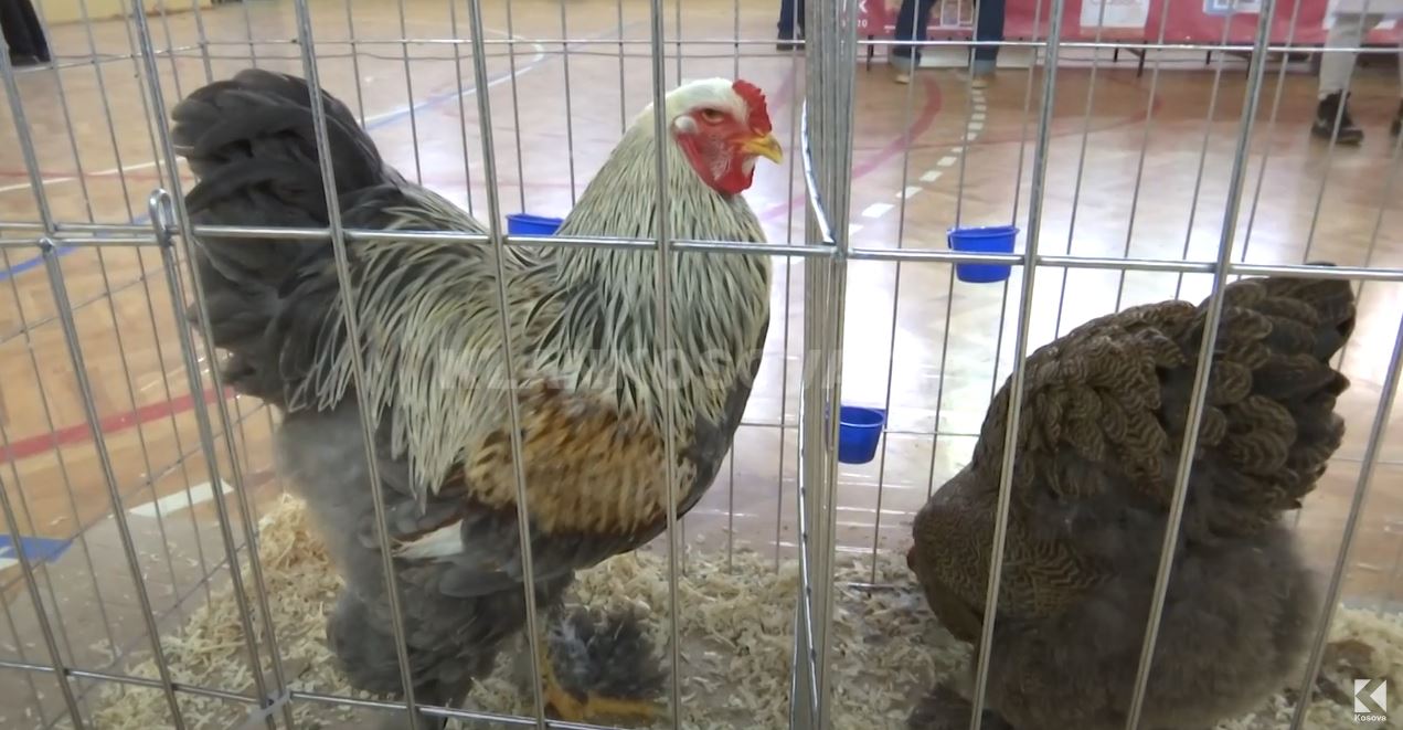 Shtazët e shpezët autoktone promovohen në sallën e sporteve në Fushë ...