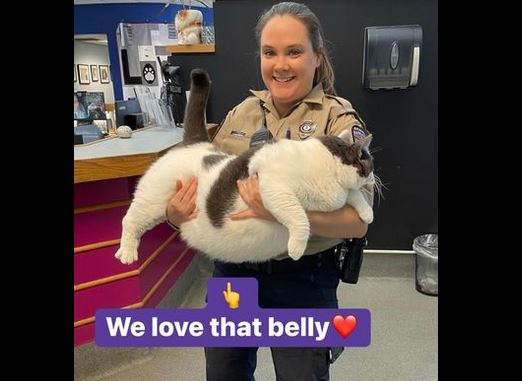 Macja e lezetshme, e vendosur për birësim, peshon 18 kilogramë – Klan ...