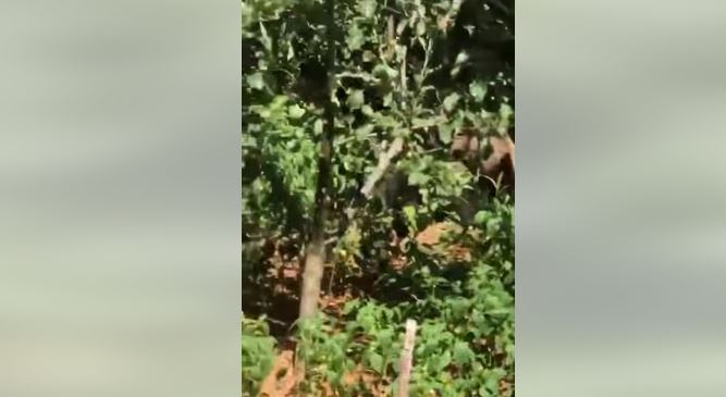 Ariu filmohet teksa ha fruta në oborrin e një shtëpie në Deçan (VIDEO ...