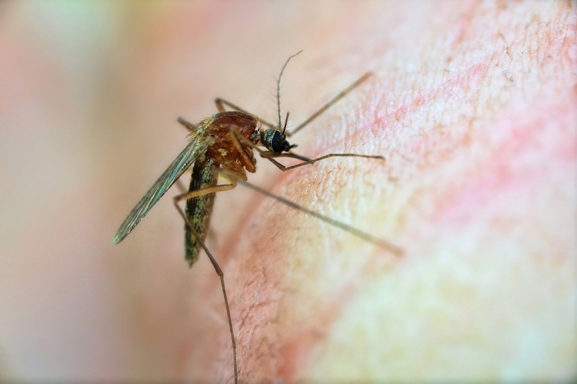 Pse i ndjeni rrallë pickimet e mushkonjave? – shpjegimin e jep mjeku ...