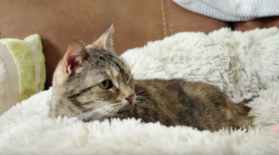 Gërshëllima e maces britanike thyen rekordin botëror (VIDEO) - Klan Kosova