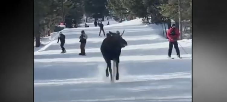 Dreri ndjek skiatorët në pistë (VIDEO) – Klan Kosova