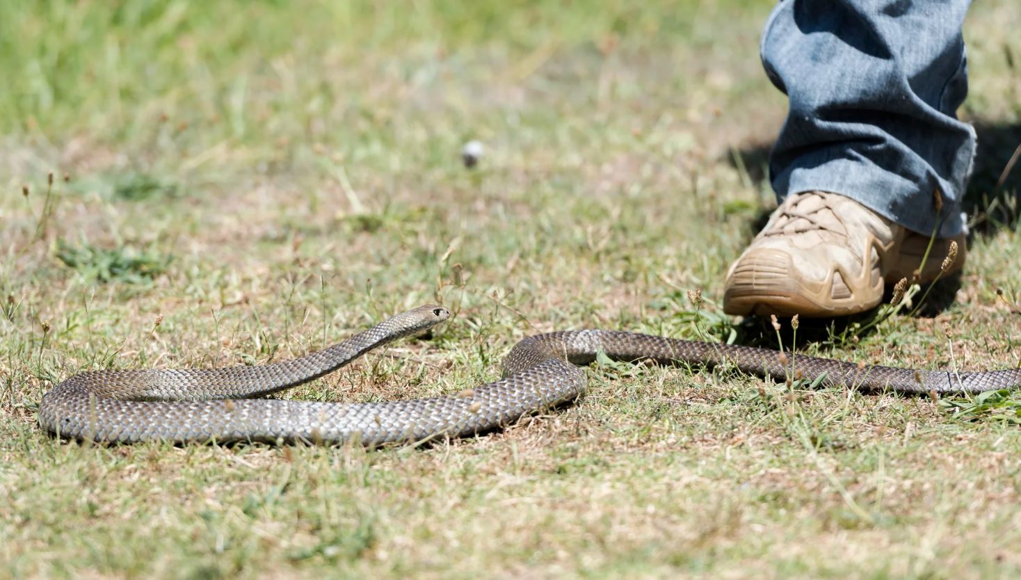 15 raste të kafshimit nga gjarpri për dy muaj, QKMF-të pa doza të ...