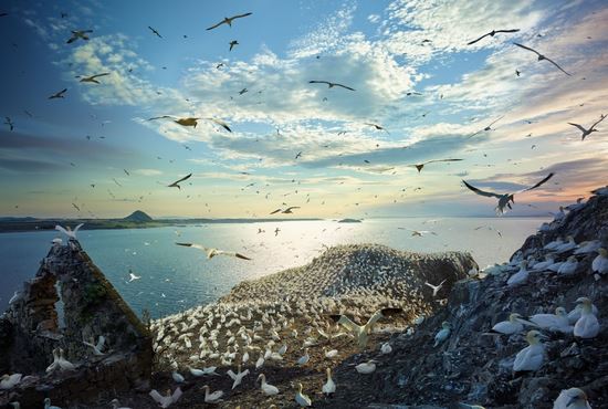 Shpendët migrues dhe navigimi i mrekullueshëm i tyre në qiell - Klan Kosova