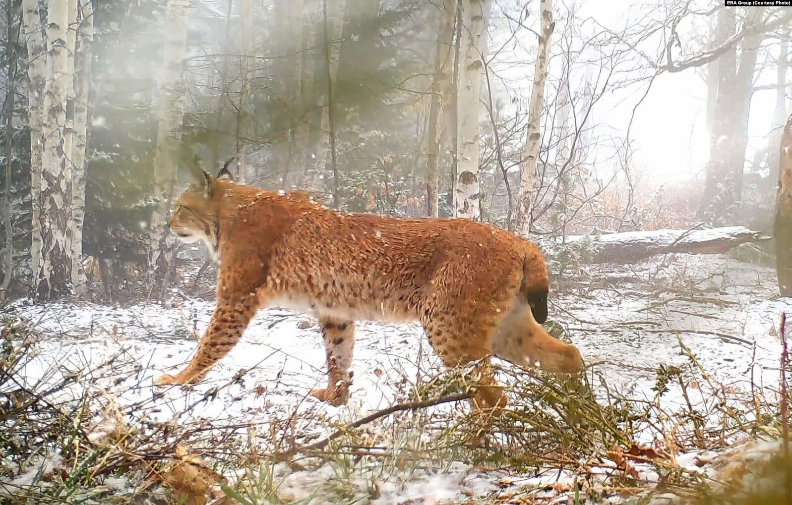Rrëqebulli i Ballkanit dhe disa lloje shpezësh drejt zhdukjes - Klan Kosova