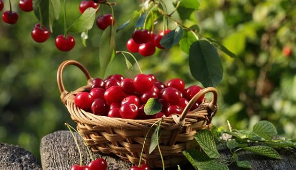 Nuk doni të plakeni? Hani qershi - Klan Kosova