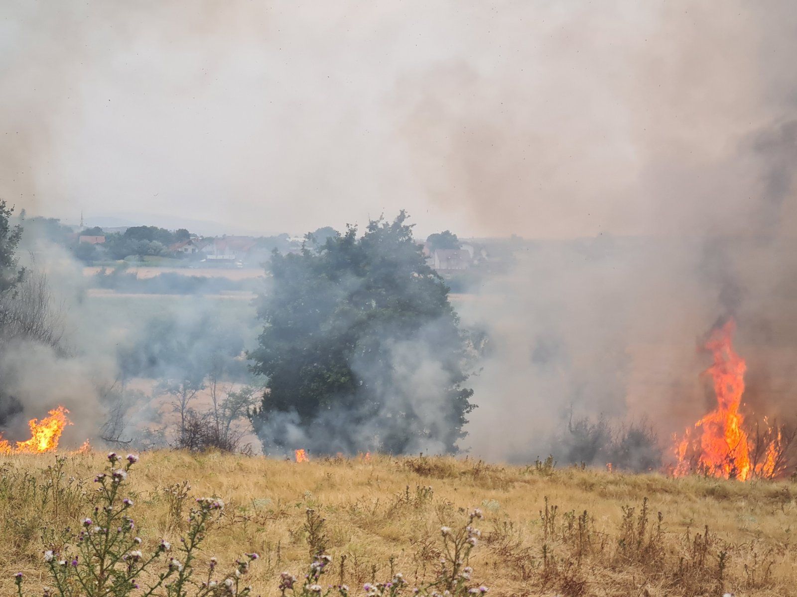 Ferizaj: Persona të panjohur ia djegin viktimave 10 hektarë të mbjellë ...